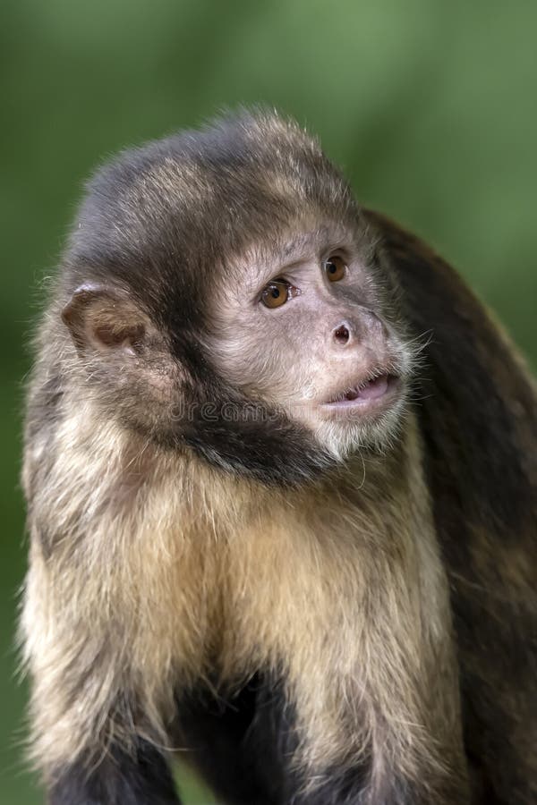 Golden-bellied capuchin stock image. Image of green - 227492651