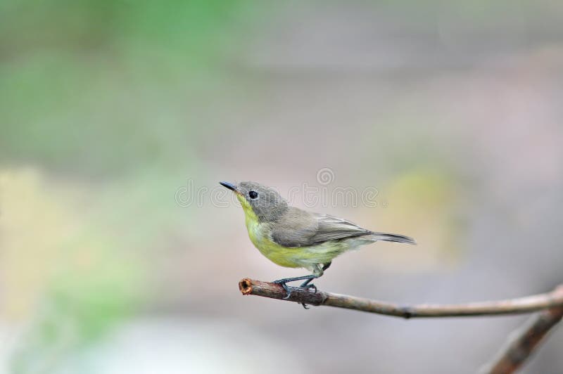 Flyeater Bird Stock Photos - Free & Royalty-Free Stock Photos from ...