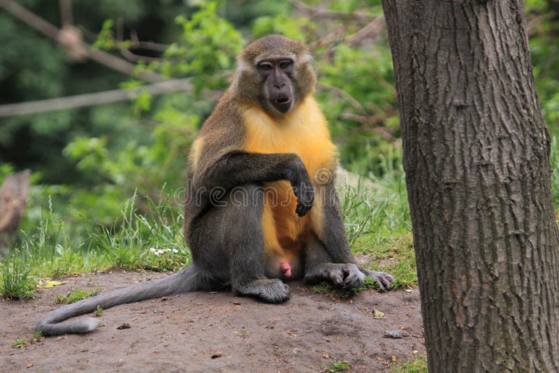 Golden-bellied mangabey stock photo. Image of nature - 20244034