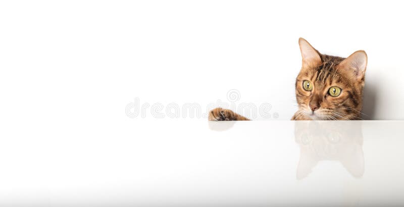 A Golden Bengal Cat Peeks Out from Behind a White Table Stock Photo ...