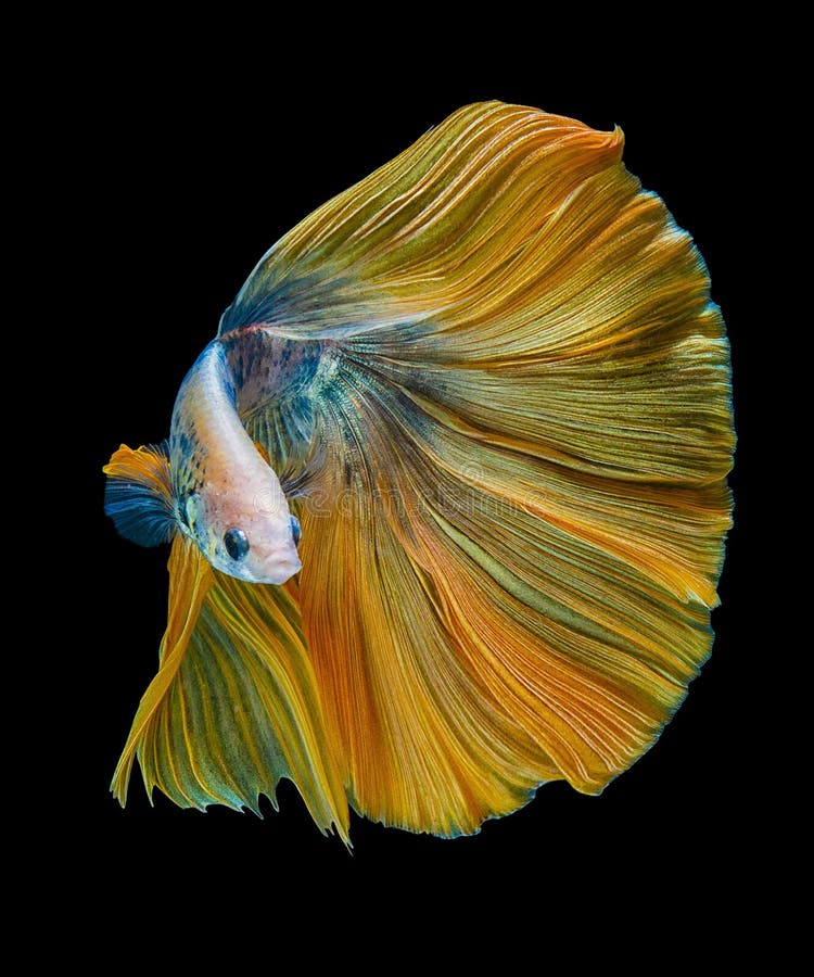 Betta Golden Dumbo Ear HMPK Halfmoon Plakat Male or Plakat Fighting ...