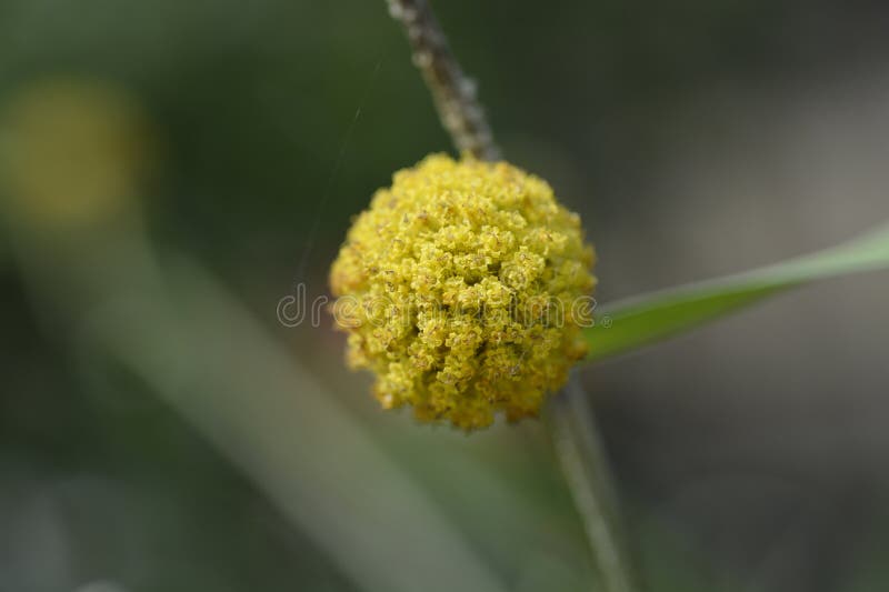 Golden billy-buttons stock image. Image of globosus - 289639687