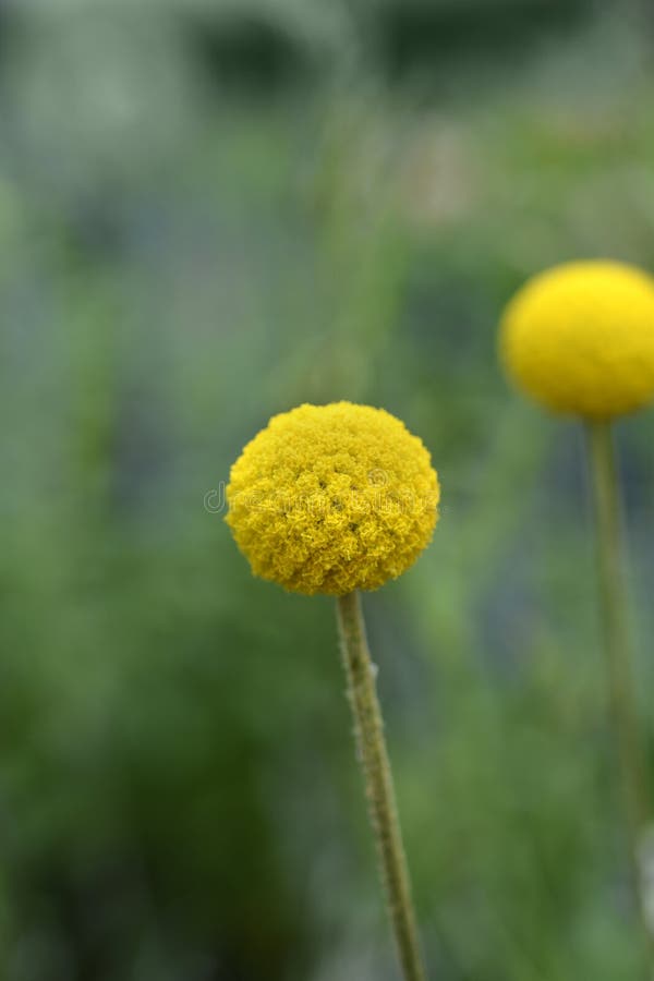 Golden billy-buttons stock image. Image of spring, nature - 312350427
