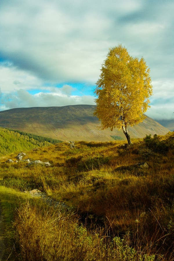 Lone Birch Tree in Scottish Glen Stock Photo - Image of scrubland, blue ...