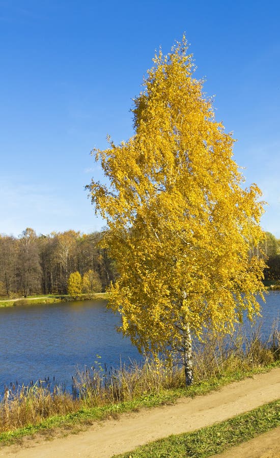 Golden birch tree, autumn stock photo. Image of leaf - 36872018 Golden birch tree, autumn stock photo. Image of leaf - 36872018