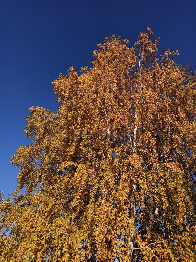 Golden birch stock photo. Image of orange, birch, vivid - 236272704