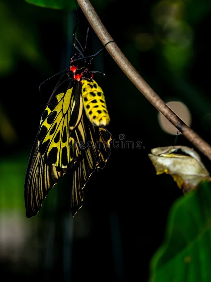 A Golden Birdwing Butterfly Has Just Emerged from Her Chrysalis Stock ...