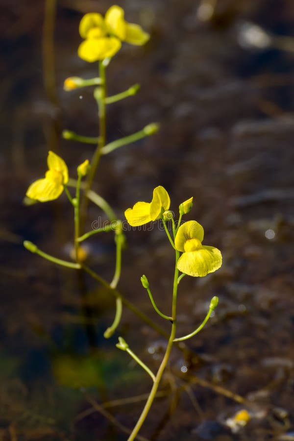 Golden bladderwort flower stock image. Image of utricularia - 282615603