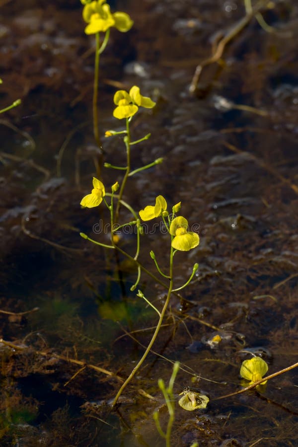 Golden bladderwort flower stock photo. Image of beauty - 282615604