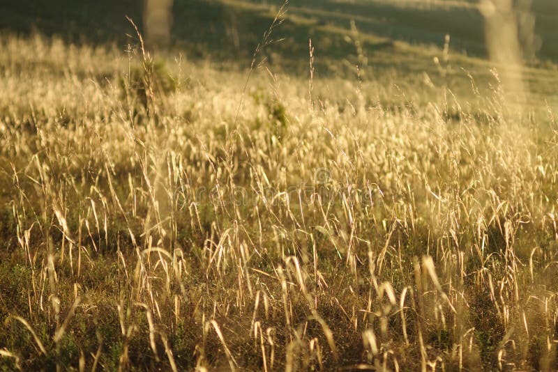 Golden blades stock photo. Image of yellow, dale, blades - 7194352