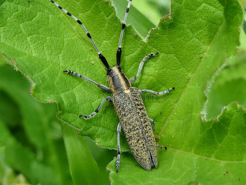 Golden Bloomed Grey Longhorn Beetle 04 Stock Image - Image of spider ...