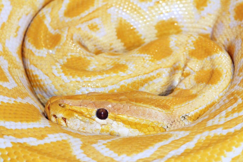 Gold python stock image. Image of twist, python, mutant - 35135279