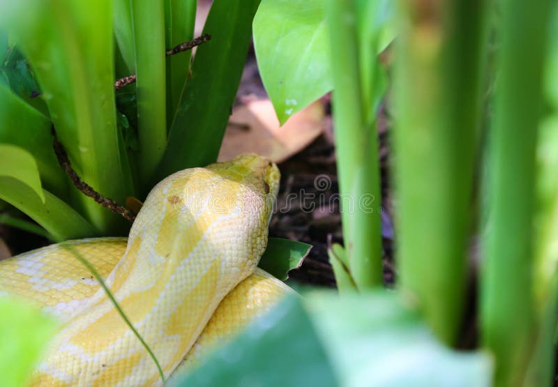 Golden boa stock image. Image of wildlife, closeup, animal - 35135407