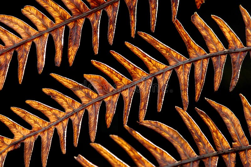 Bracken stock image. Image of decoration, flora, fern - 80746049