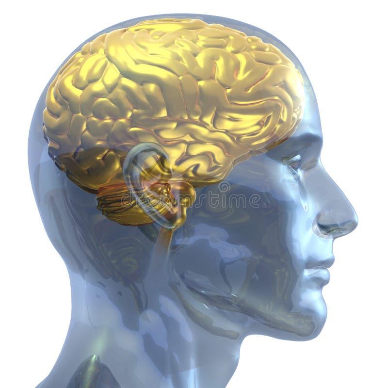 Golden Brain stock illustration. Illustration of medical - 7998986