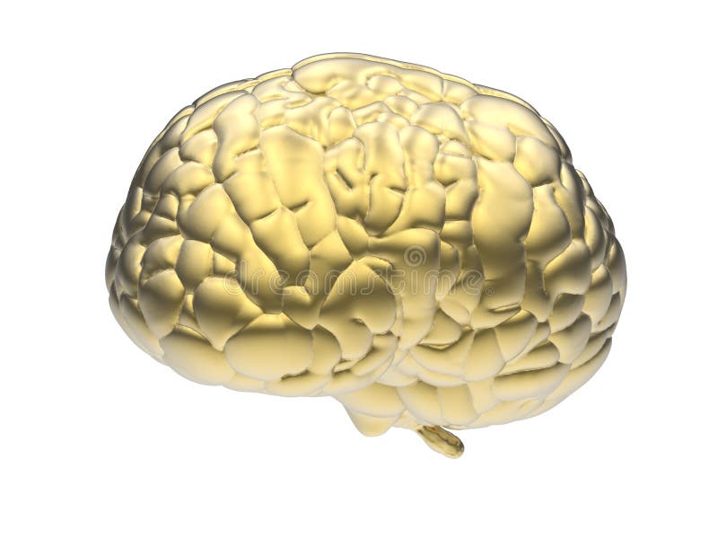 Golden Brain On White Background. Stock Illustration - Illustration of ...