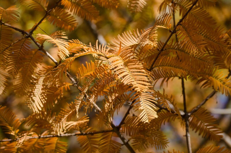 Golden Branches of Autumn Displayed on a Dawn Redwood Tree Stock Image ...