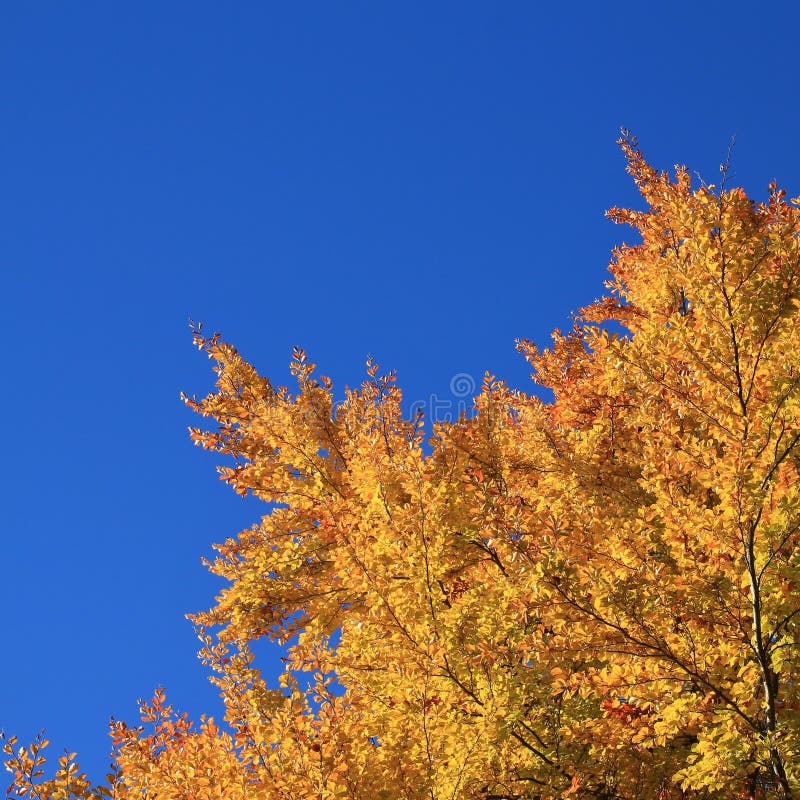 Golden Branches of a Beech Tree in Autumn and Blue Sky. Stock Photo ...