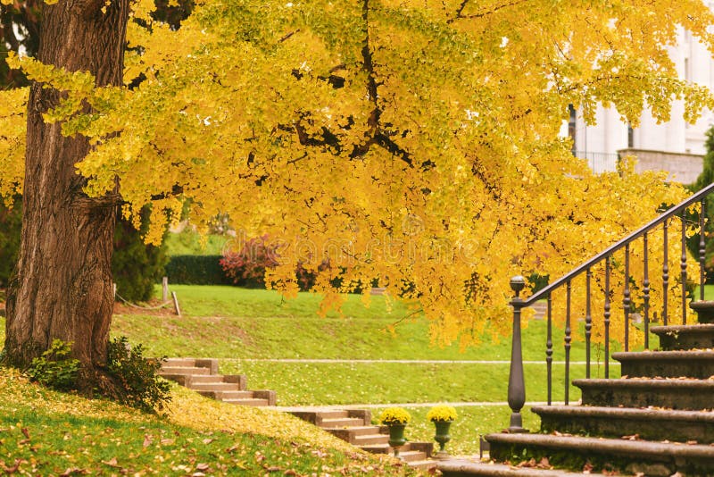 Golden Branches of Gingko Tree Stock Image - Image of season, leaf ...