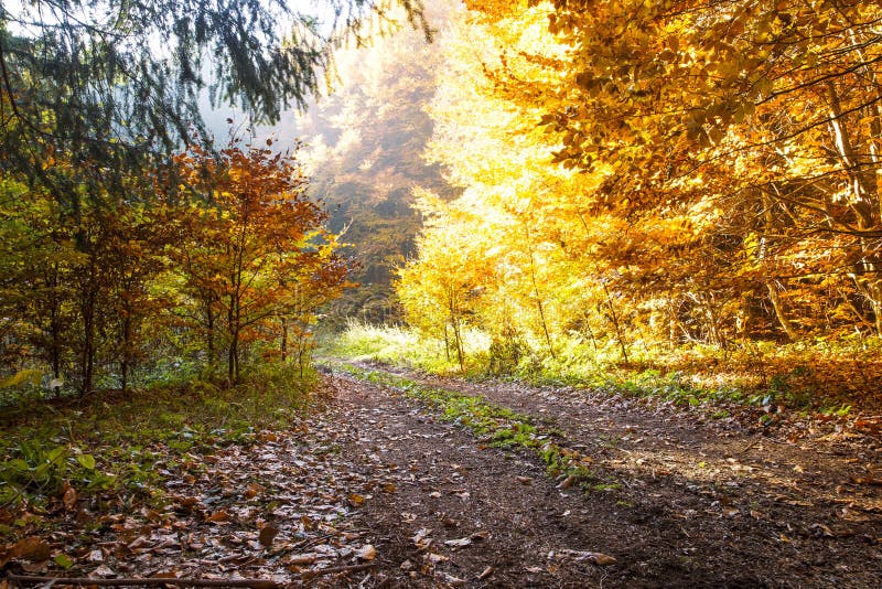 Golden Bright Autumn Forest Road Stock Image - Image of beauty, outdoor ...