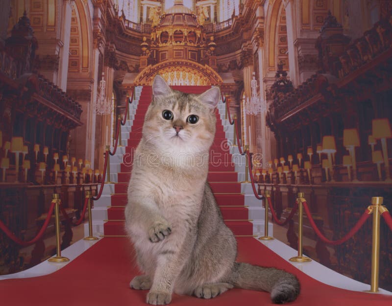 Golden British Cat Red Carpet Stock Photos - Free & Royalty-Free Stock ...