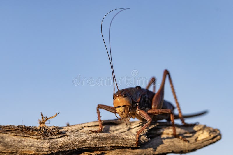 Brown House Cricket from Above Stock Photo - Image of wildlife, wing ...