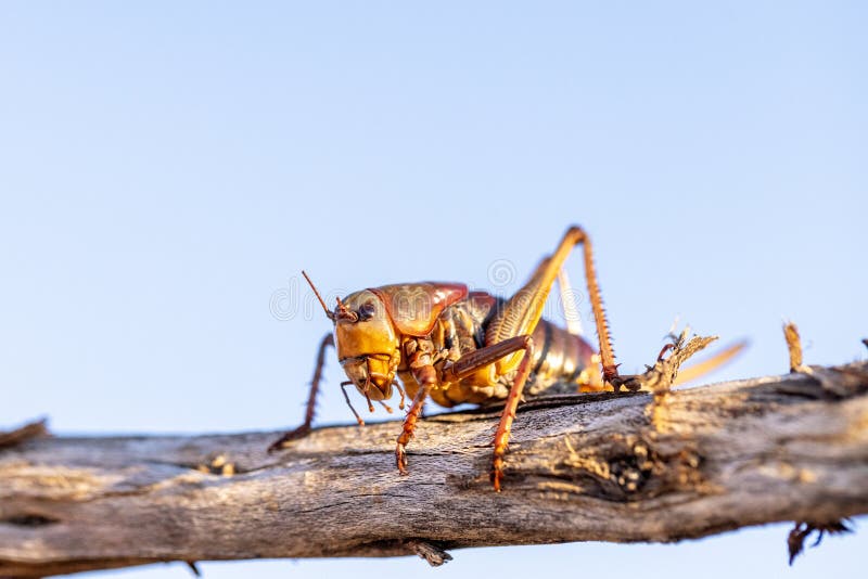 Brown House Cricket from Above Stock Photo - Image of wildlife, wing ...