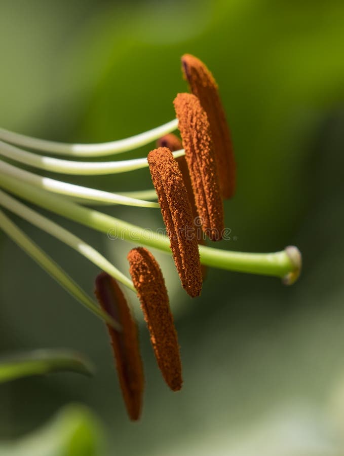 Golden Brown Pollen on a Lily Stamen Stock Photo - Image of flower ...