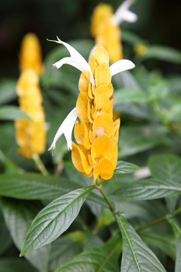 Golden bud flower stock image. Image of gold, asia, lutea - 16880011