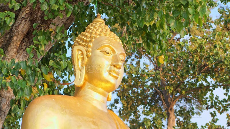 Golden Buddha Statue Under the Bodhi Tree Stock Footage - Video of ...