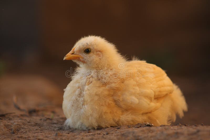 Golden Buff Chickens