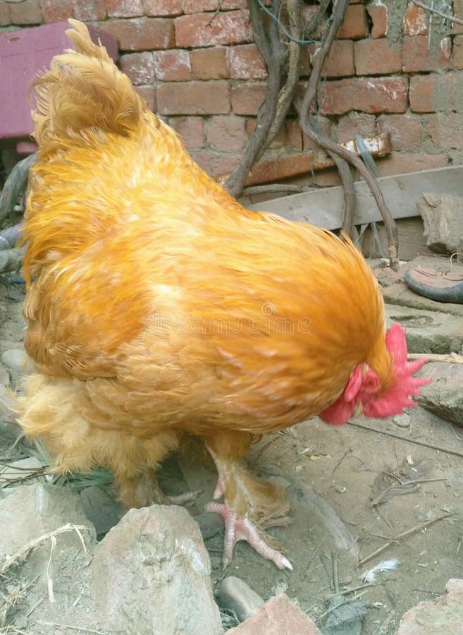 Golden Buff chicken stock image. Image of bird, live - 11682295