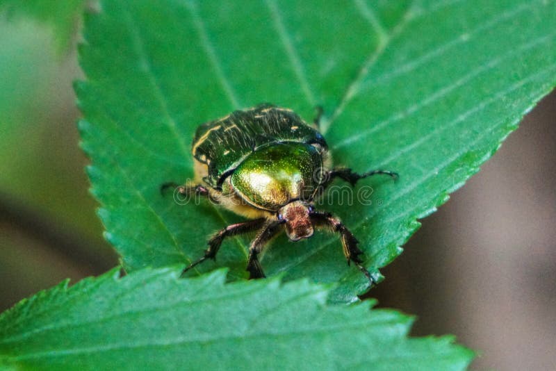 Golden bug stock photo. Image of leaf, macro, nature - 93874100
