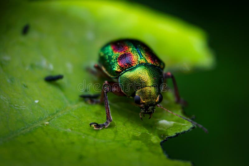 Golden Bug on the leaf stock photo. Image of macro, closeup - 226201246