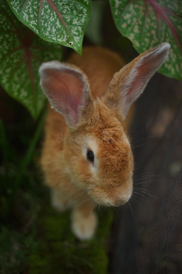 Golden Bunny with a Plant beside Stock Image - Image of nose, mouse ...