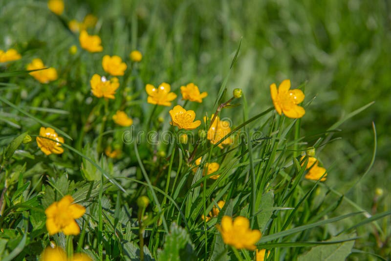 Joyful Buttercup Bush Stock Photos - Free & Royalty-Free Stock Photos ...