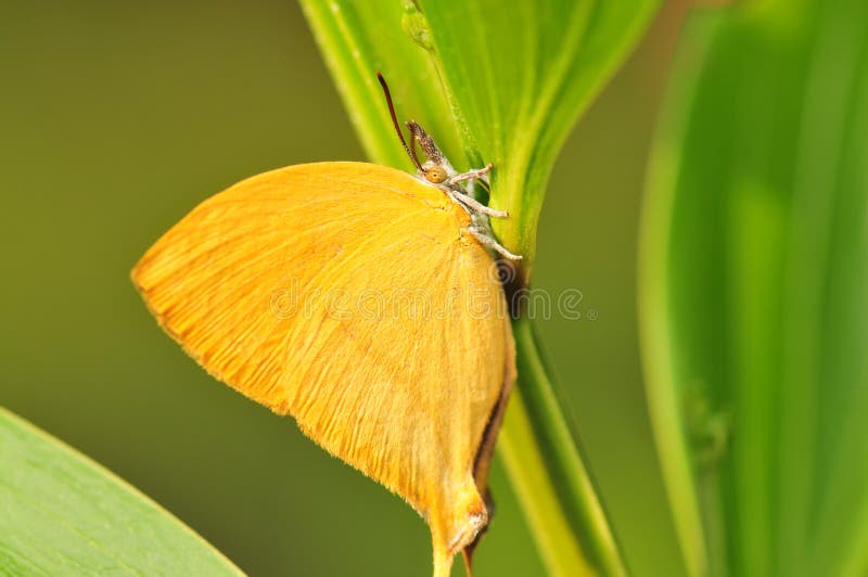 Golden Butterfly stock photo. Image of growth, grass, feed - 4743818