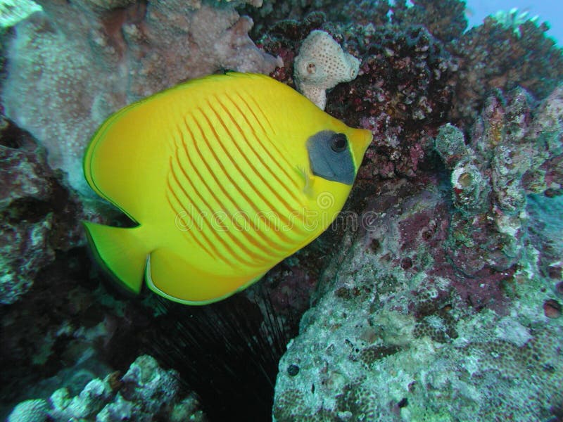 Golden Butterflyfish stock photo. Image of marine, egypt - 148552