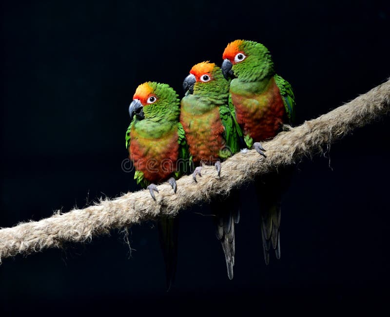 Golden-capped Parakeet stock image. Image of eyes, birds - 61433219