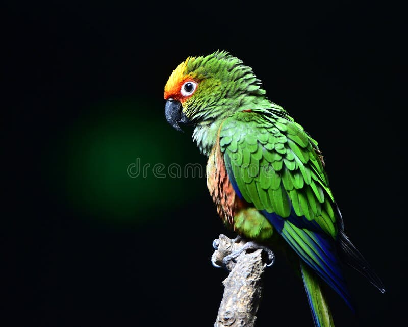 Golden-capped Parakeet stock photo. Image of parakeet - 67987736
