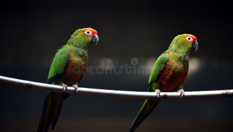 Golden-capped Parakeet stock photo. Image of colorful - 67988532