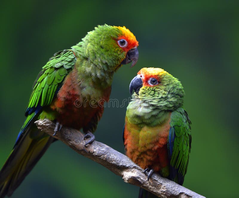 Golden-capped Parakeet stock image. Image of foraging - 69128045