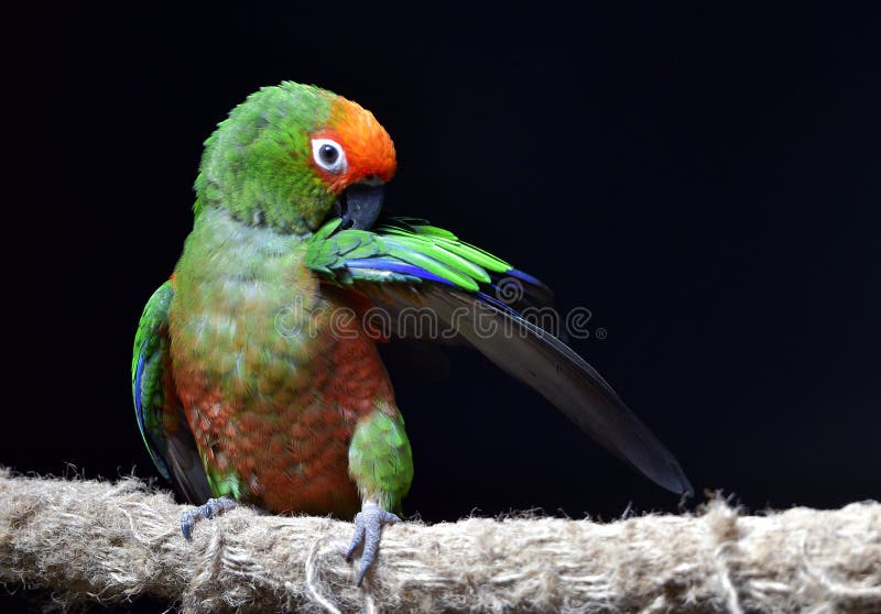 Golden-capped Parakeet stock photo. Image of woods, birds - 69128172