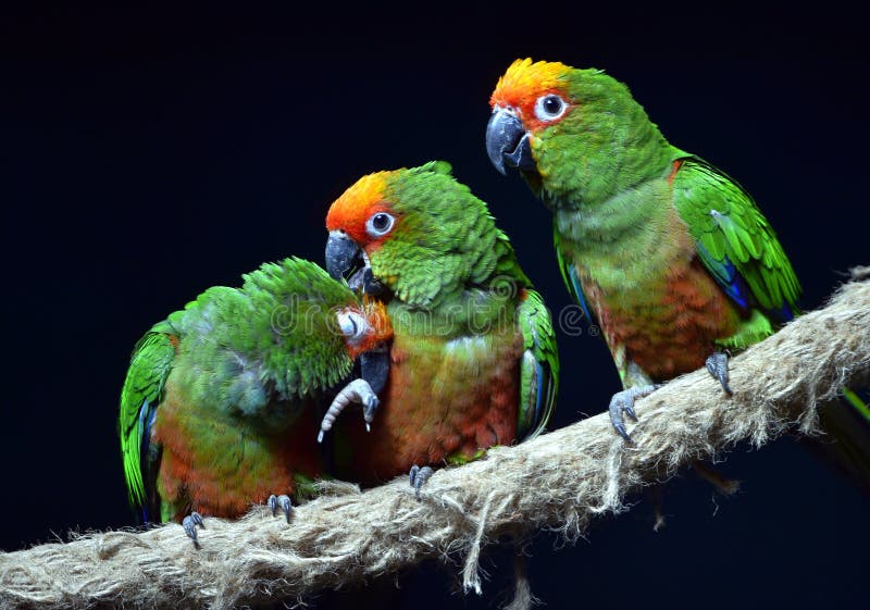 Golden-capped Parakeet stock image. Image of woods, lovely - 69128773