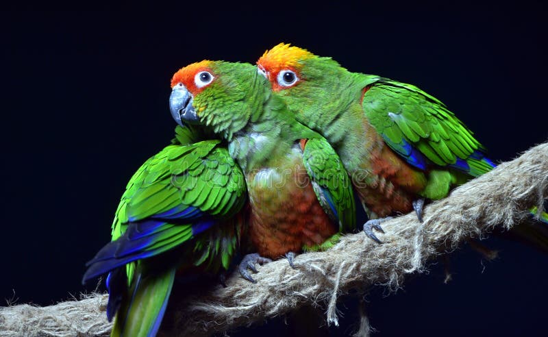 Golden-capped Parakeet stock image. Image of food, birds - 69128789