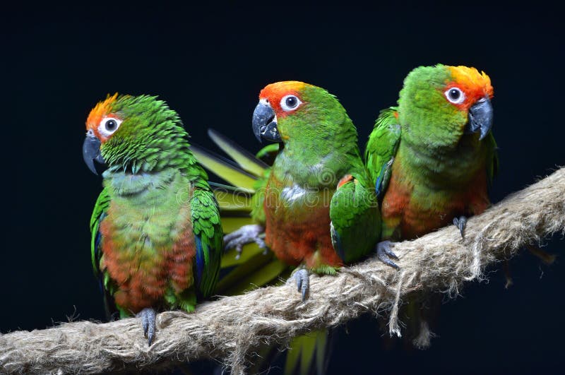 Golden-capped Parakeet stock image. Image of animal, woods - 69128827