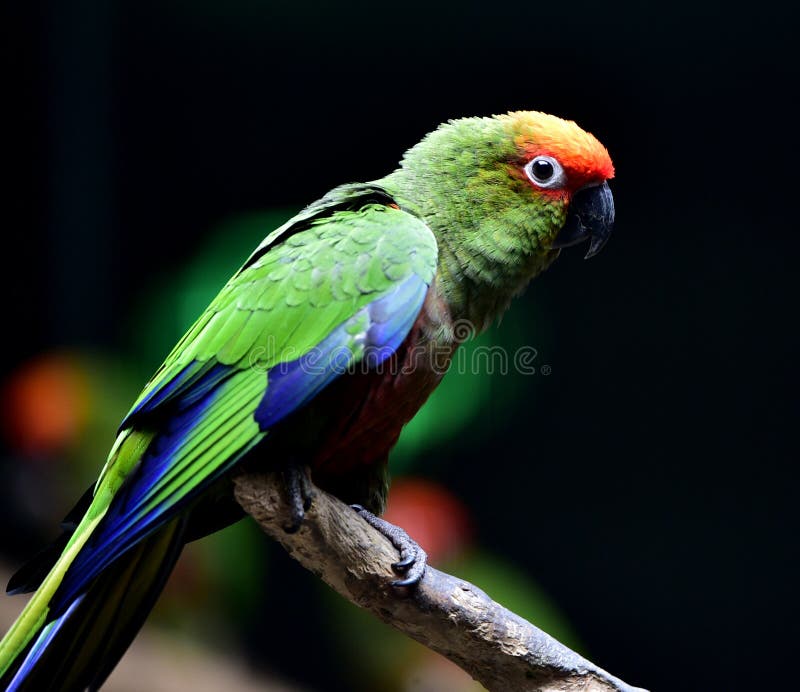 Golden-capped Parakeet stock photo. Image of illustrations - 63577586