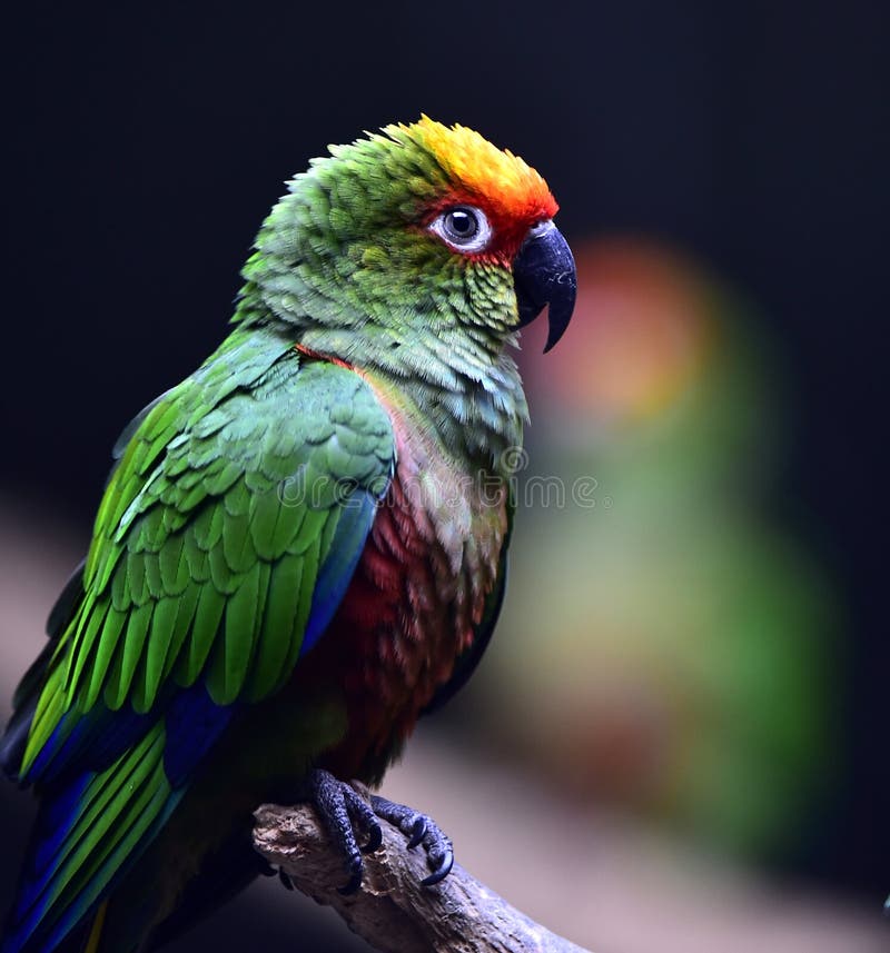 Golden-capped Parakeet stock image. Image of parrots - 64373693
