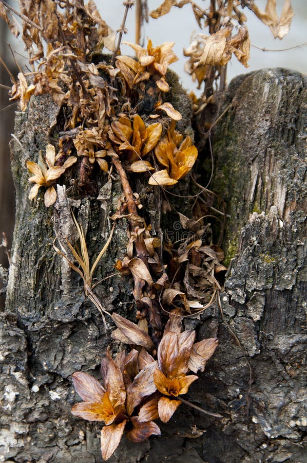 Golden caramel flower stock photo. Image of contrast - 29403564