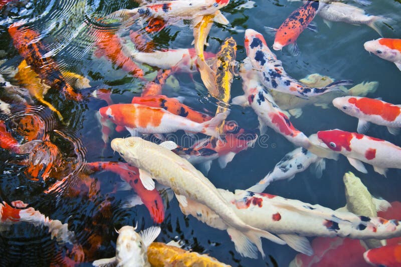 Golden carp stock photo. Image of feed, stream, outdoor - 30738788